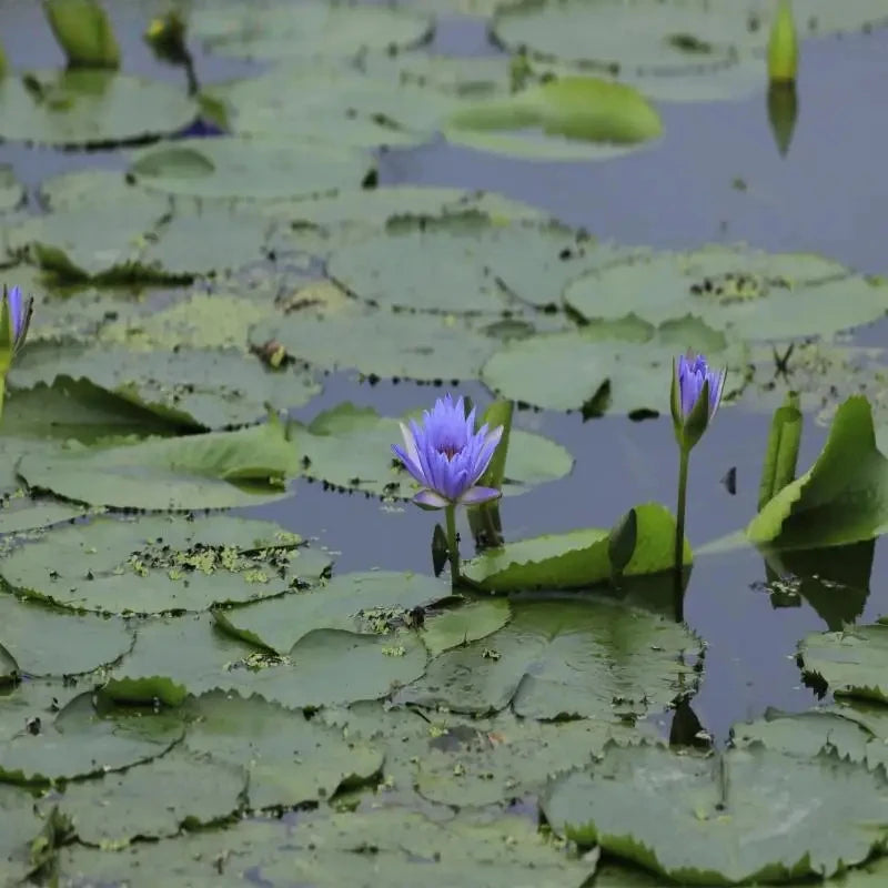 Egyptian Blue Lotus Flower Great for Lucid Dreaming 🛌 and Astral Proje ...